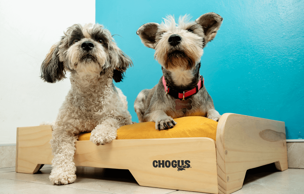 Cama para perro pequeño talla S en Chogus.pe 🎉