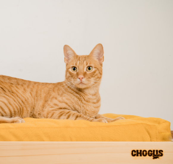 Cama para gato talla standar en Chogus.pe 🎉